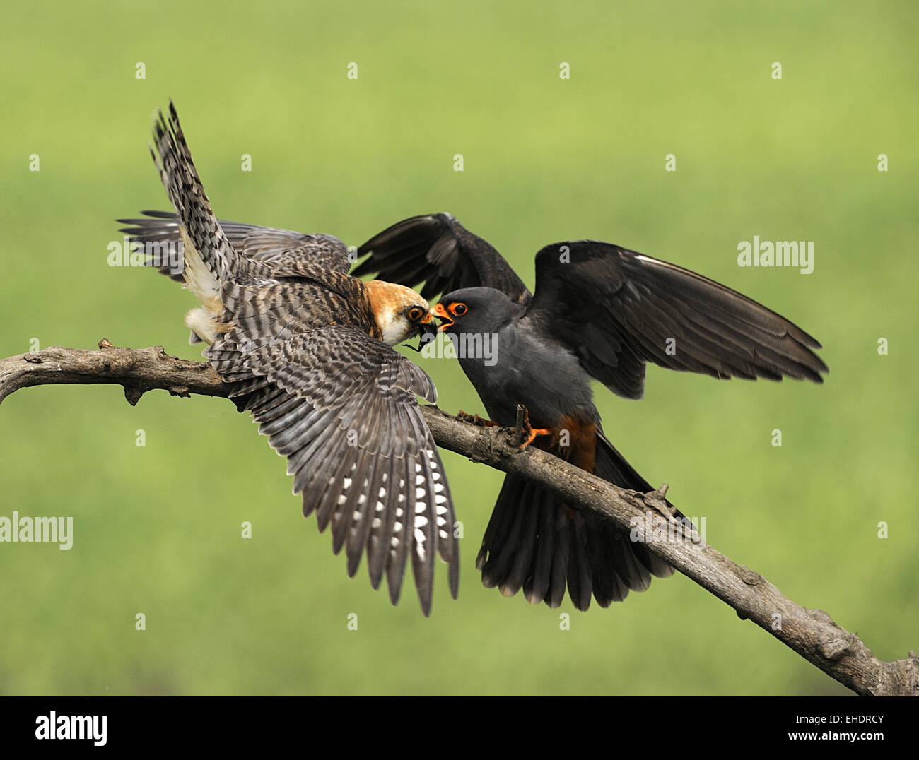 Falconiform bird hi-res stock photography and images - Alamy