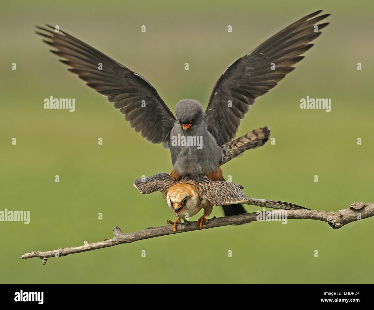 Red footed bird hi-res stock photography and images - Alamy