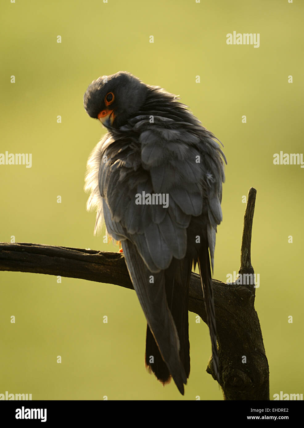 Red footed bird hi-res stock photography and images - Alamy