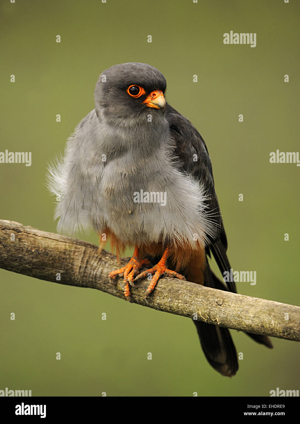 Eigentlicher f hi-res stock photography and images - Alamy