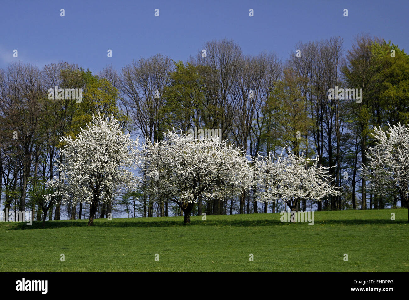 Hagen at teutoburg forest hi-res stock photography and images - Alamy