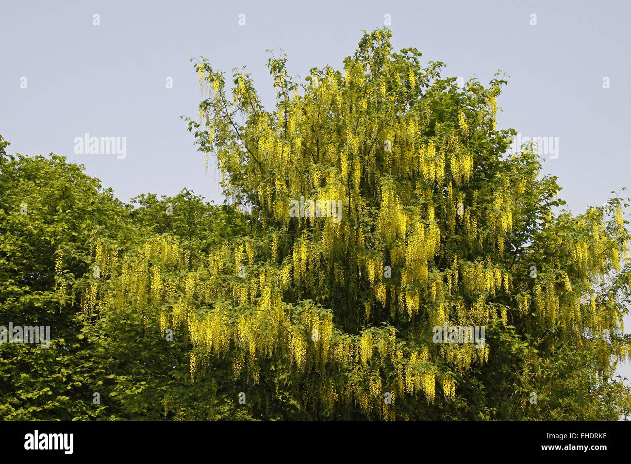 Laburnum alpinum hi-res stock photography and images - Alamy