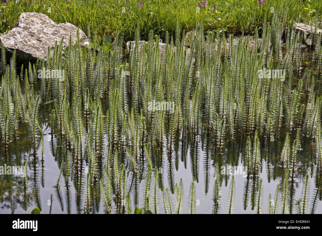 Common mares tail hi-res stock photography and images - Alamy