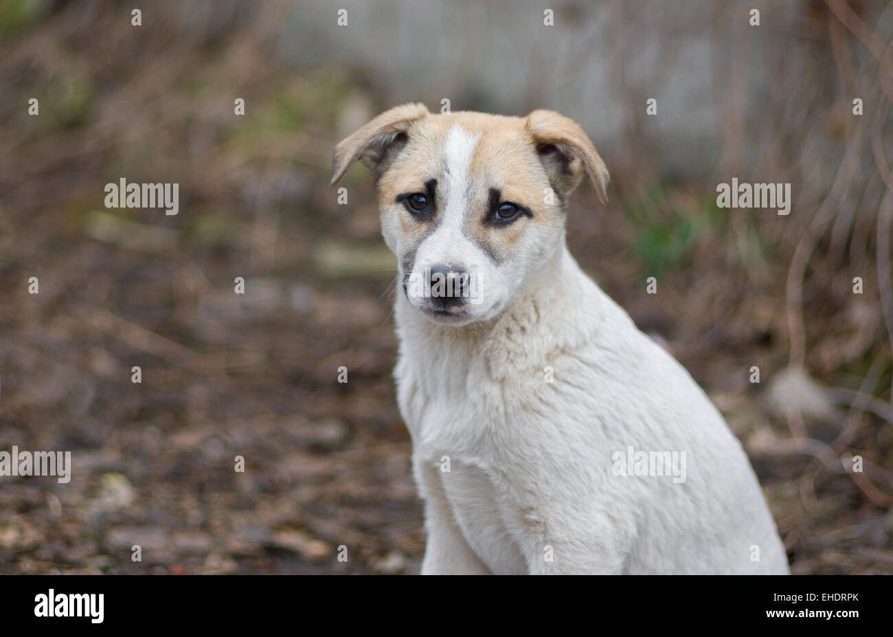 Portrait of adorable mixed breed stray puppy with sad face Stock Photo ...