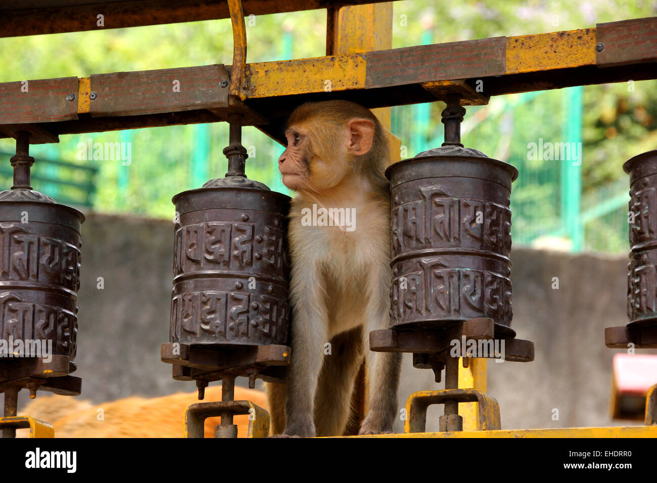 A Monkey with good Karma Stock Photo - Alamy
