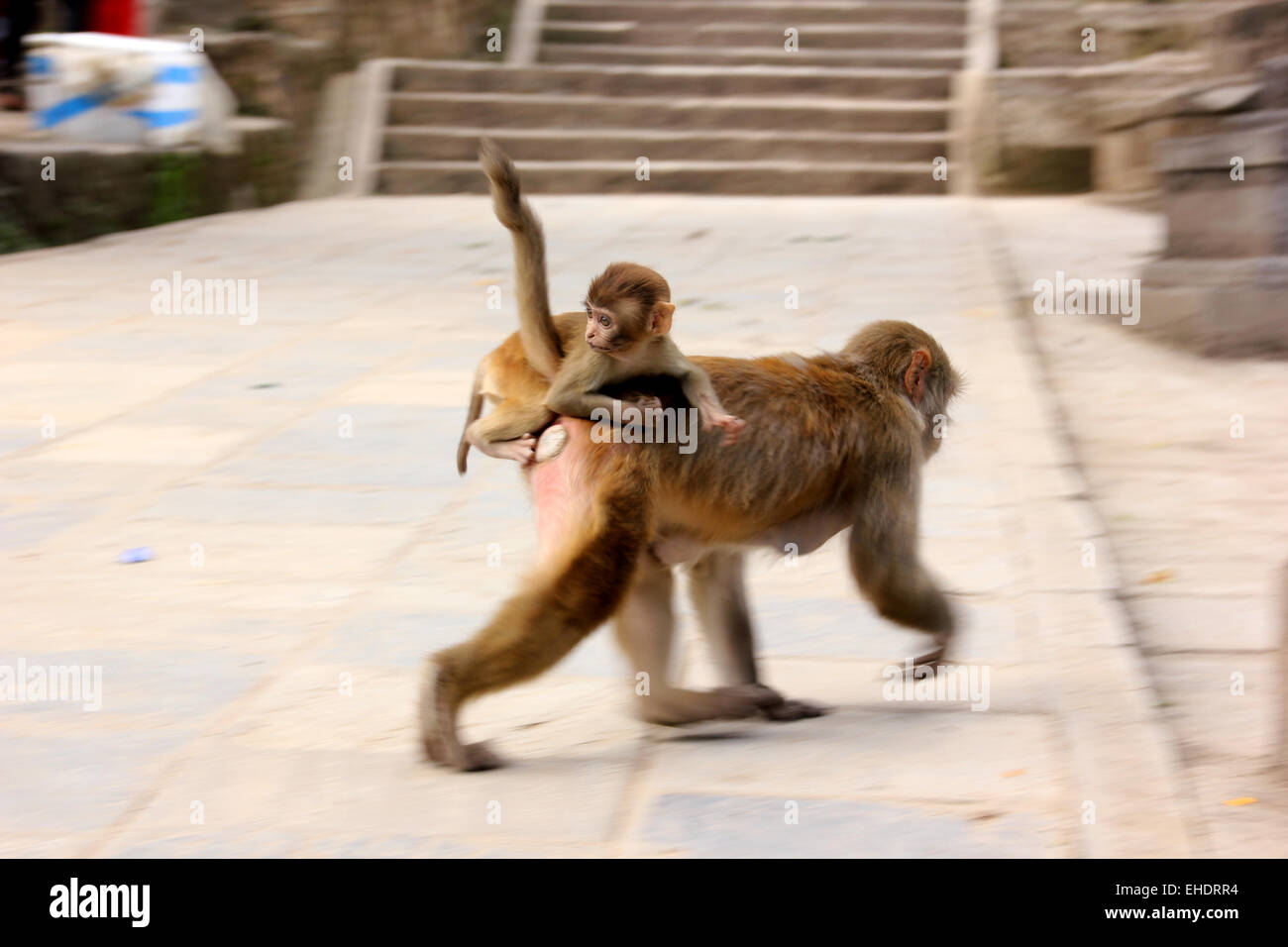 Baby Monkey on the Move Stock Photo - Alamy