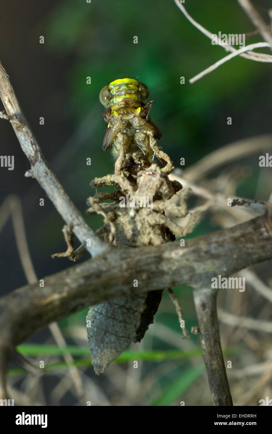 a series of photographs exit dragonflies(Gomphus vulgatissimus) of ...