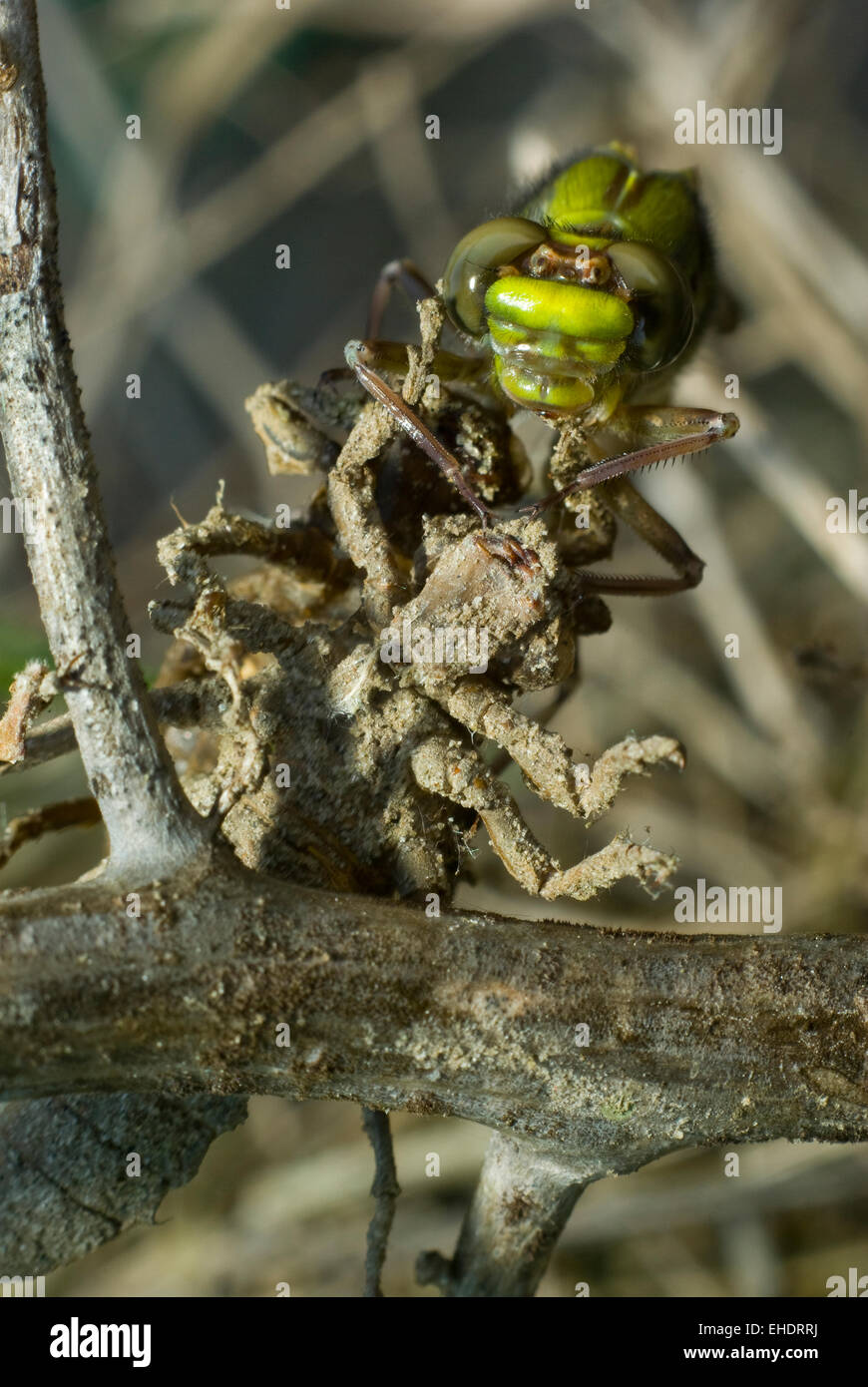 a series of photographs exit dragonflies(Gomphus vulgatissimus) of ...
