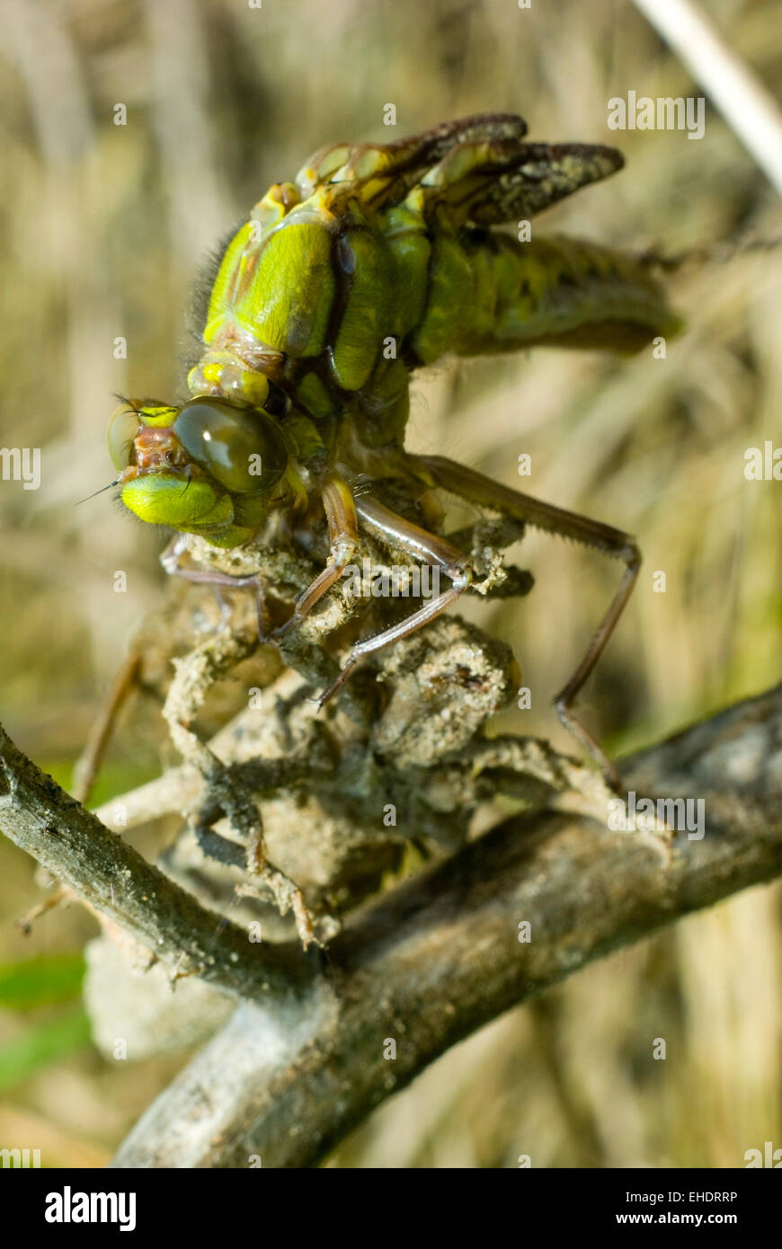 a series of photographs exit dragonflies(Gomphus vulgatissimus) of ...