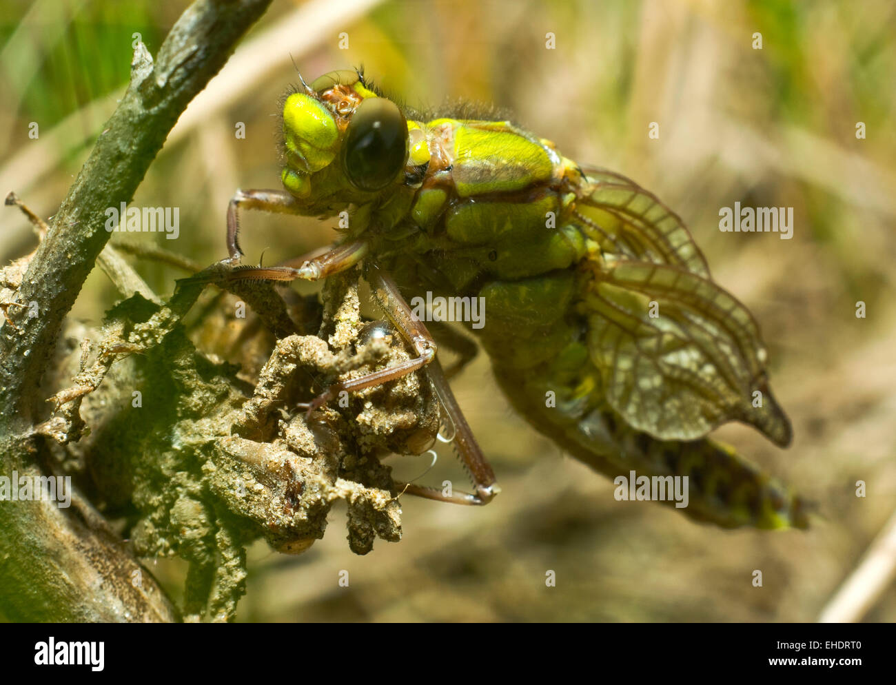 a series of photographs exit dragonflies(Gomphus vulgatissimus) of ...