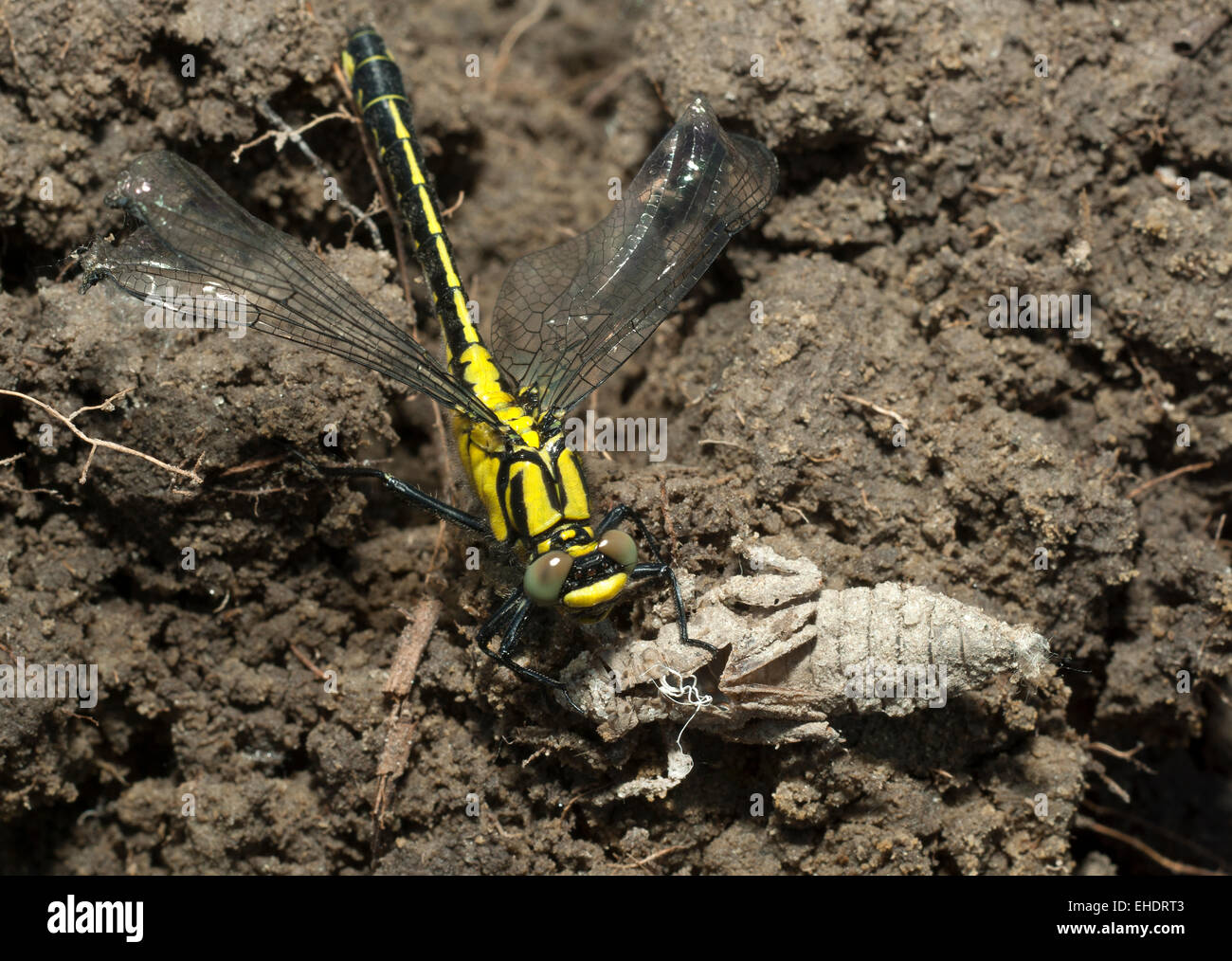 a series of photographs exit dragonflies(Gomphus vulgatissimus) of ...