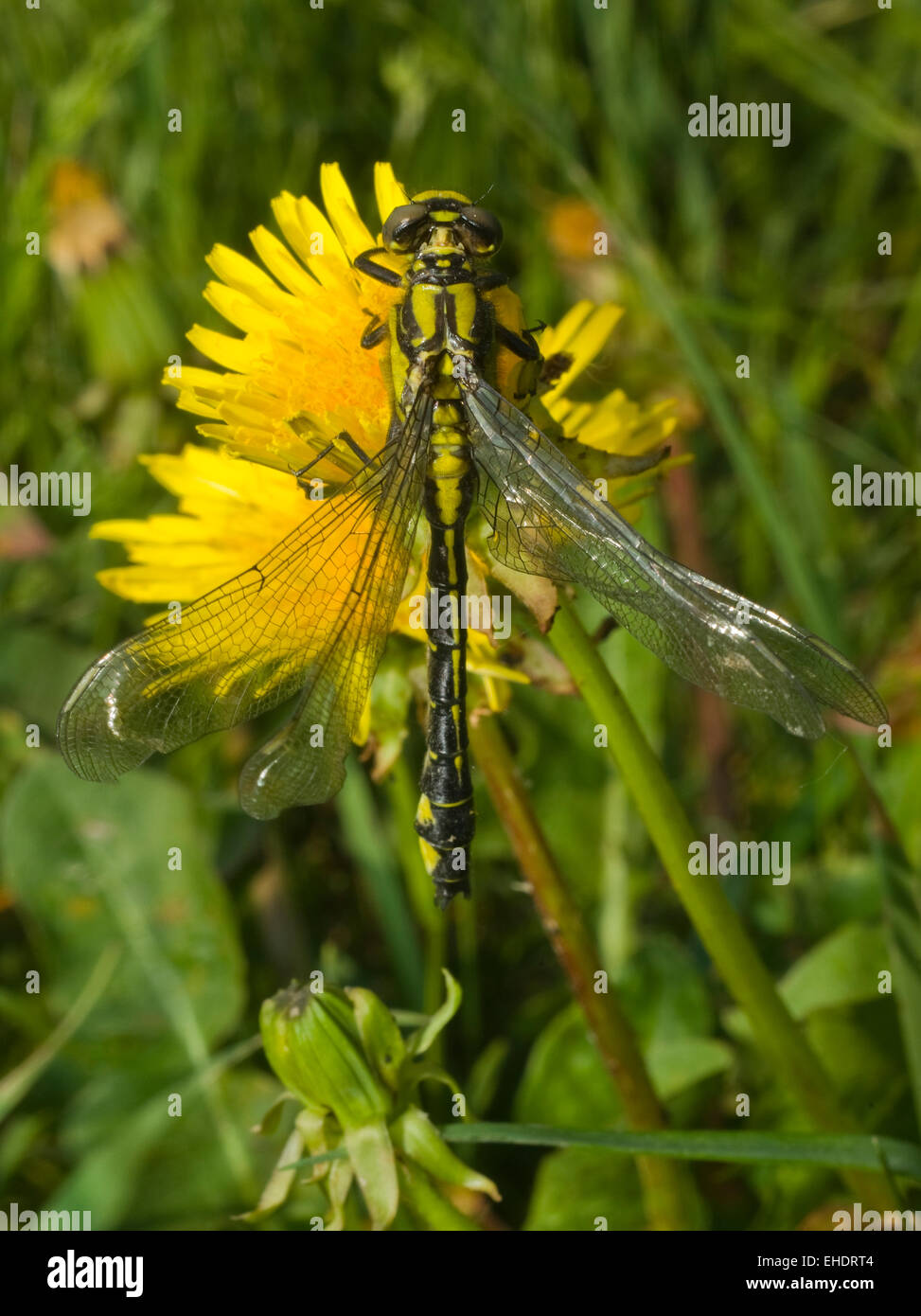 a series of photographs exit dragonflies(Gomphus vulgatissimus) of ...