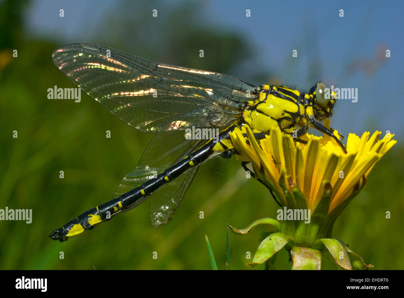 a series of photographs exit dragonflies(Gomphus vulgatissimus) of ...