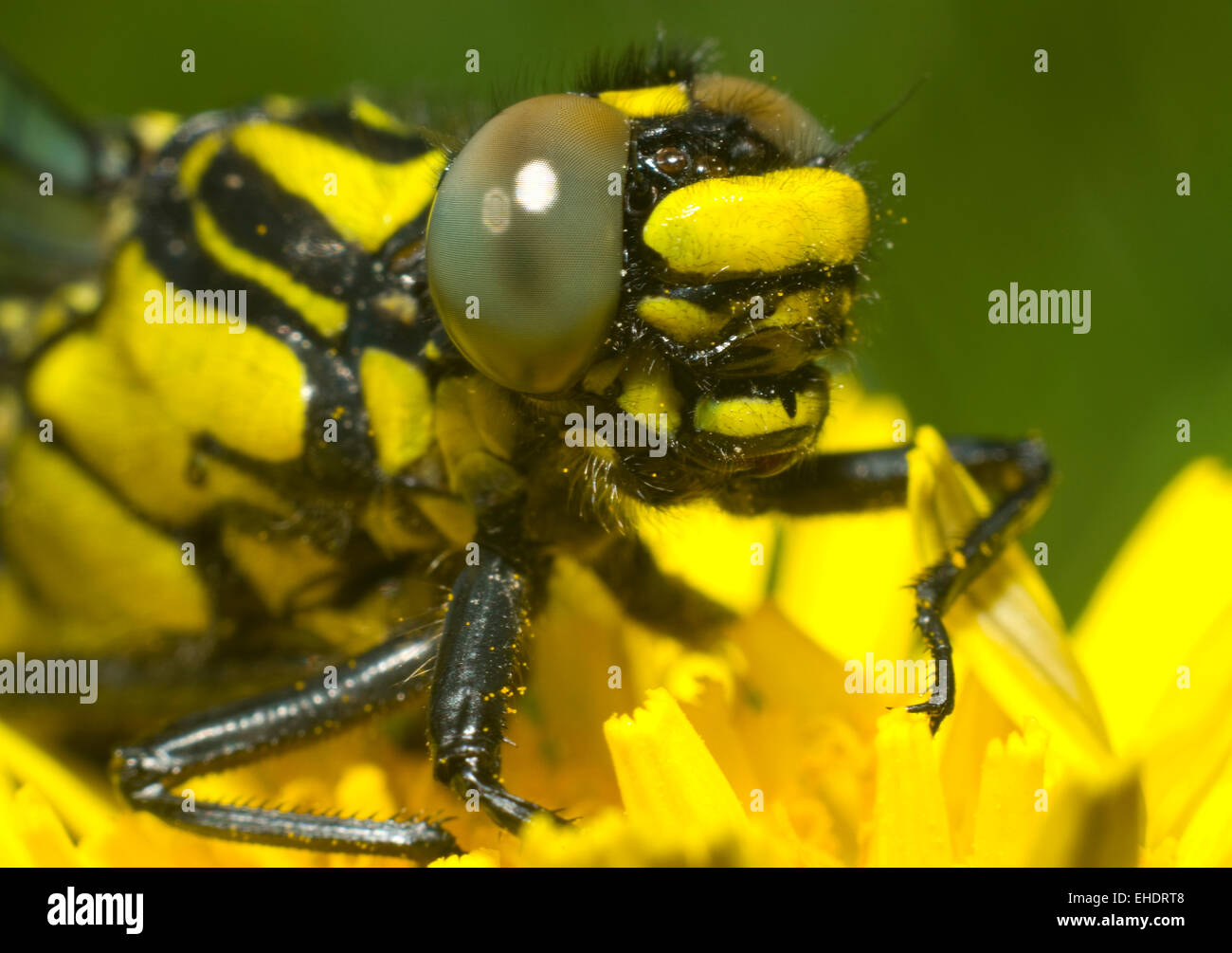 a series of photographs exit dragonflies(Gomphus vulgatissimus) of ...
