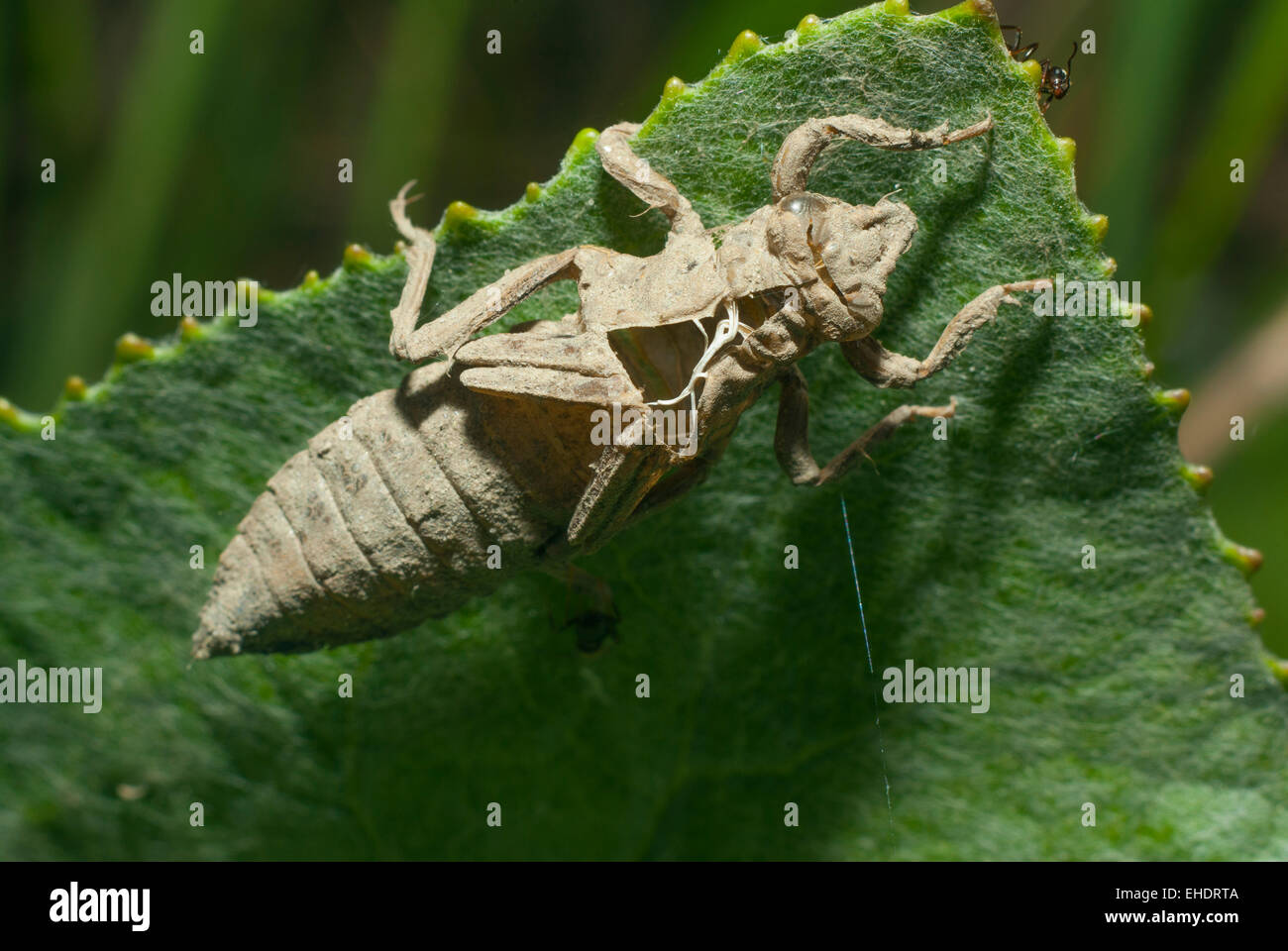 a series of photographs exit dragonflies(Gomphus vulgatissimus) of ...
