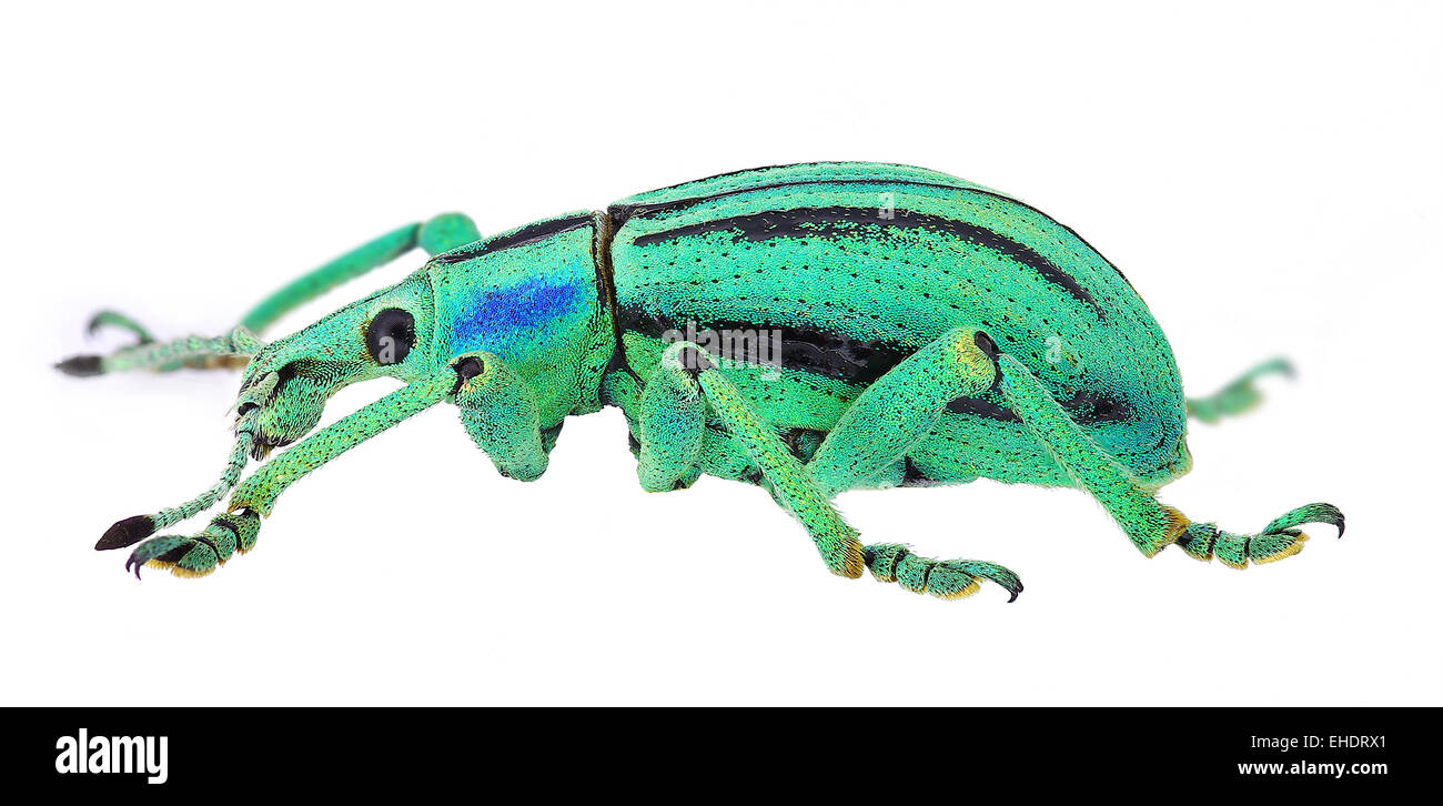 Weevil curculionidae Cut Out Stock Images & Pictures - Alamy