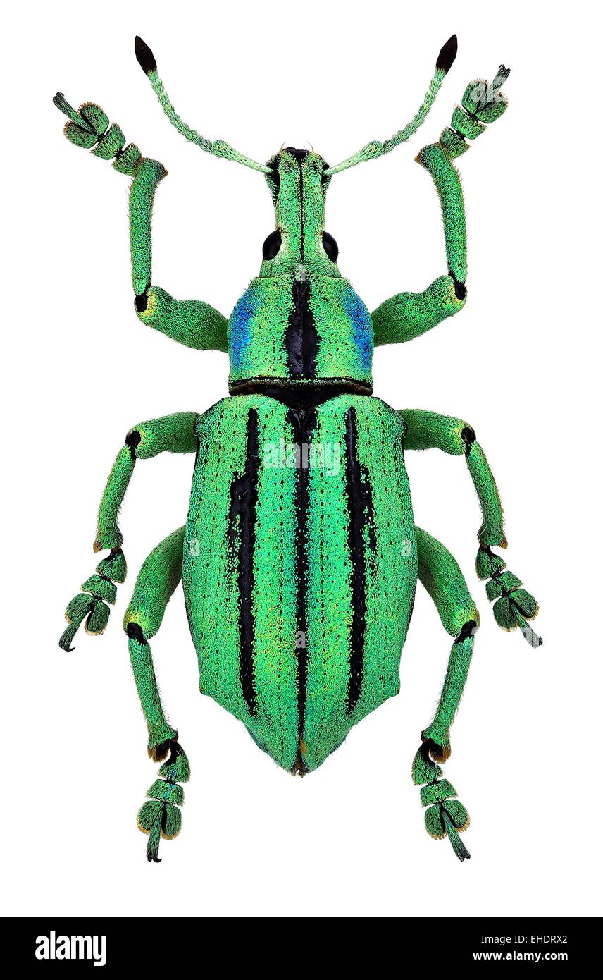 Weevil curculionidae Cut Out Stock Images & Pictures - Alamy