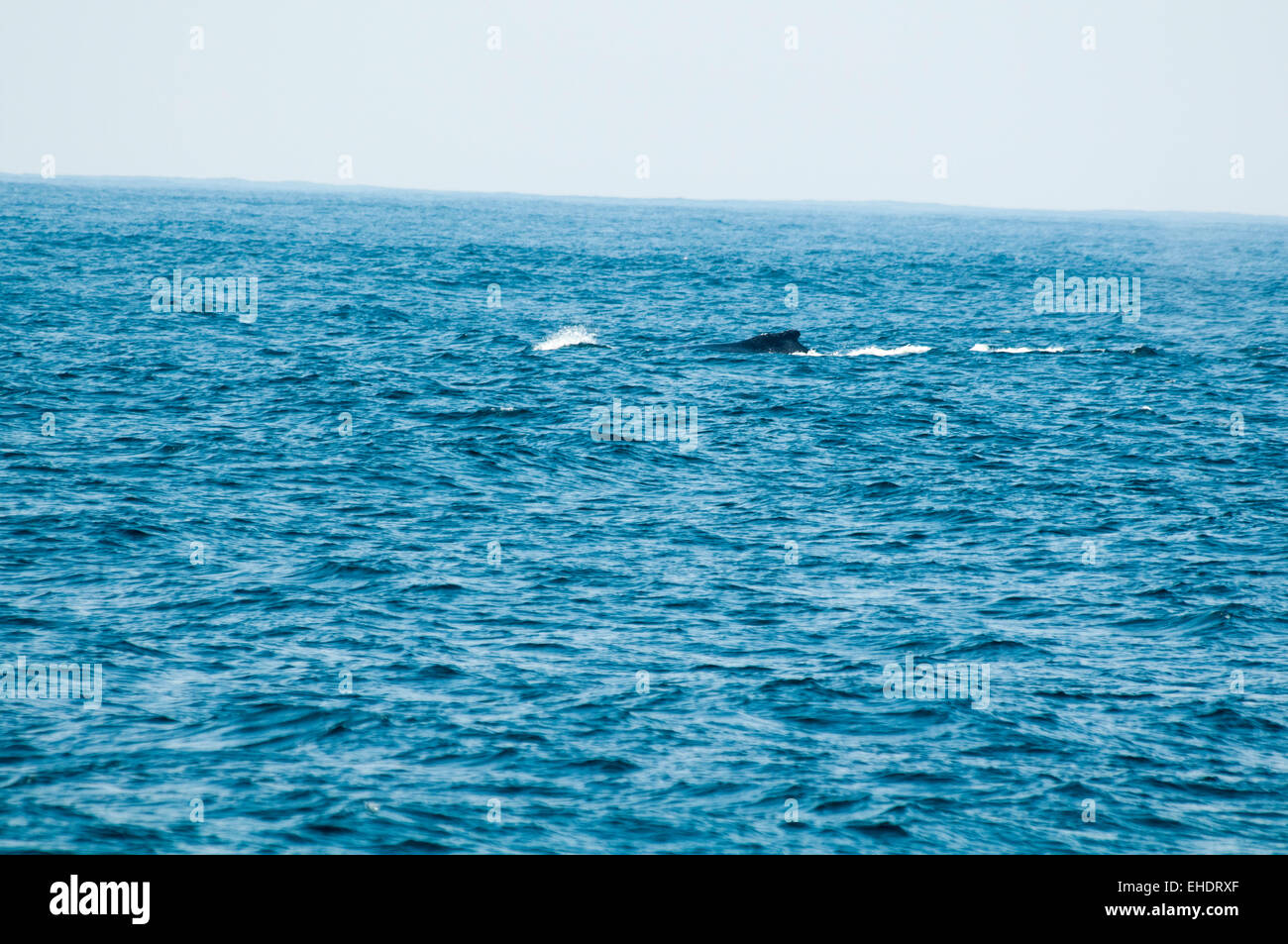 Wal schwimmen hi-res stock photography and images - Alamy