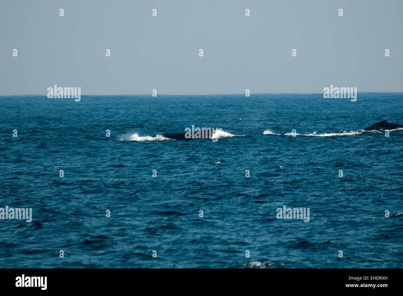 Wal schwimmen hi-res stock photography and images - Alamy