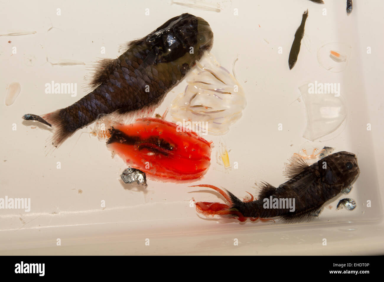 Squid hunting hi-res stock photography and images - Alamy