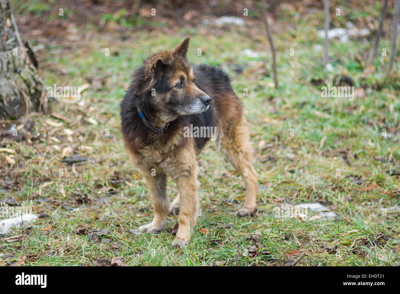 Portrait of adorable cross-breed dog guarding and looking into the ...