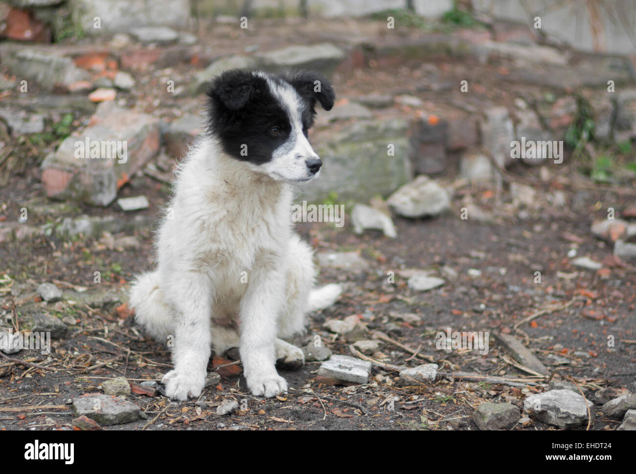 Adorable mixed breed stray puppy dog Stock Photo - Alamy