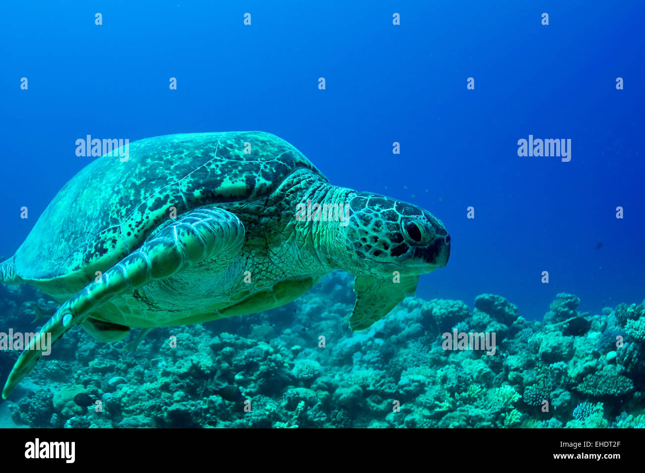 Deep blue sea turtle hi-res stock photography and images - Alamy