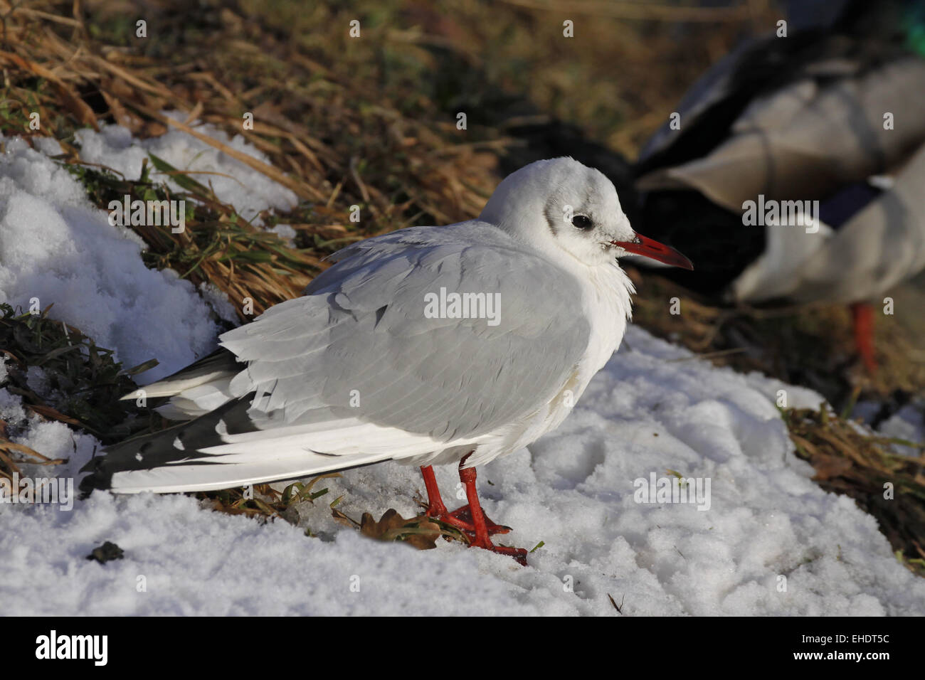 Gull in winter plumage hi-res stock photography and images - Alamy