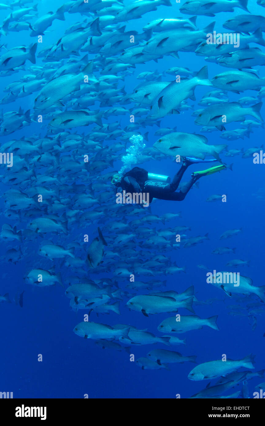Shoal of fish underwater hi-res stock photography and images - Alamy