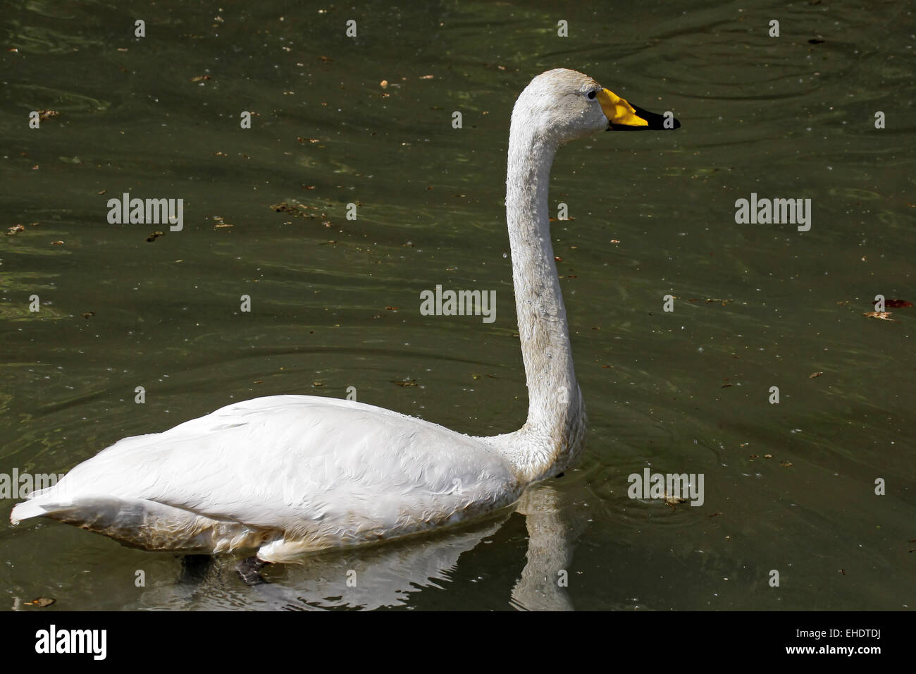 One whooper swan hi-res stock photography and images - Alamy