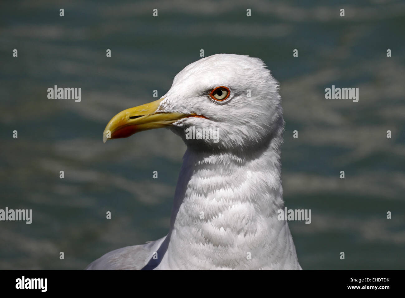 Yellow legged animals hi-res stock photography and images - Alamy