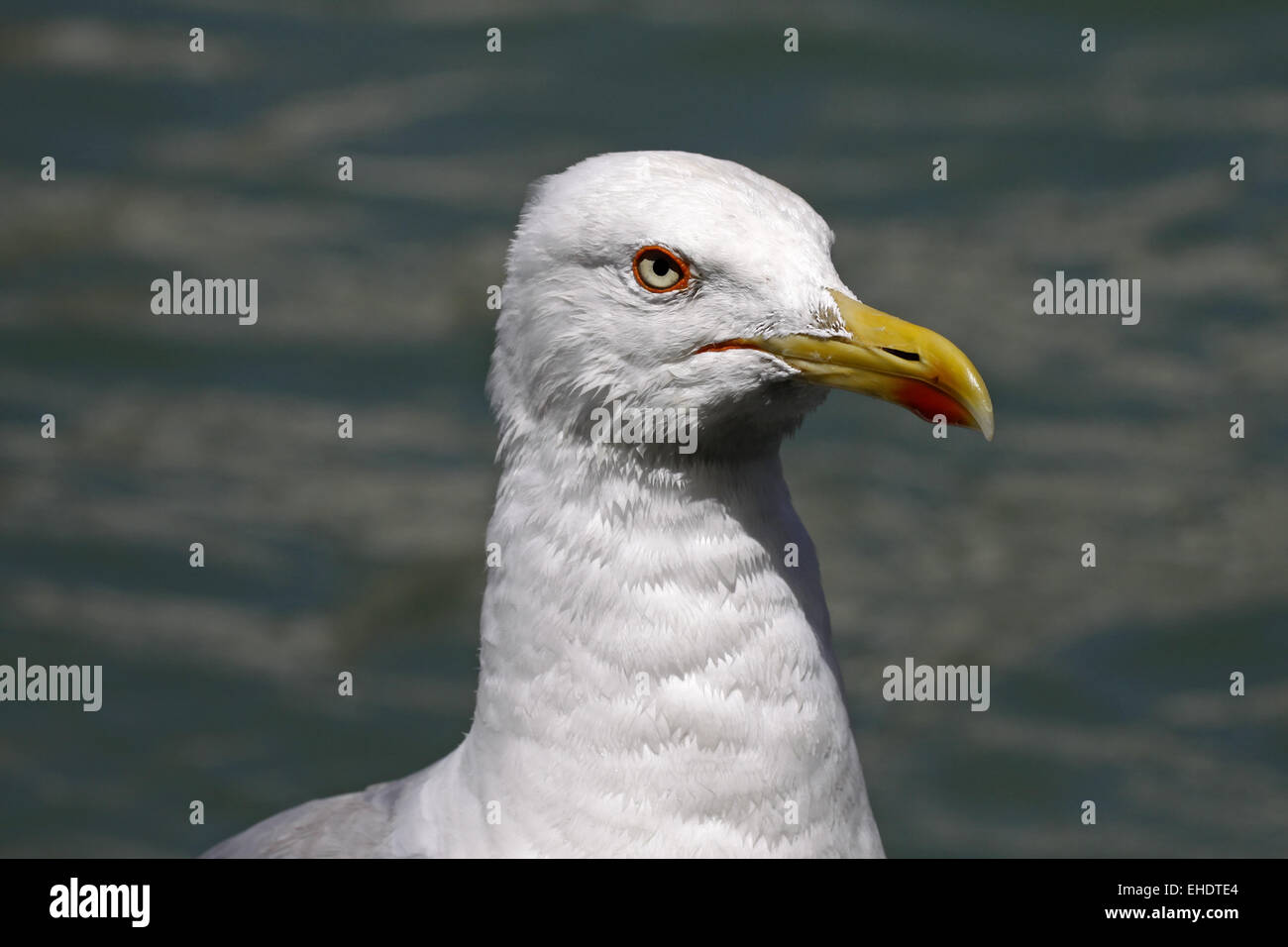Yellow legged animals hi-res stock photography and images - Alamy