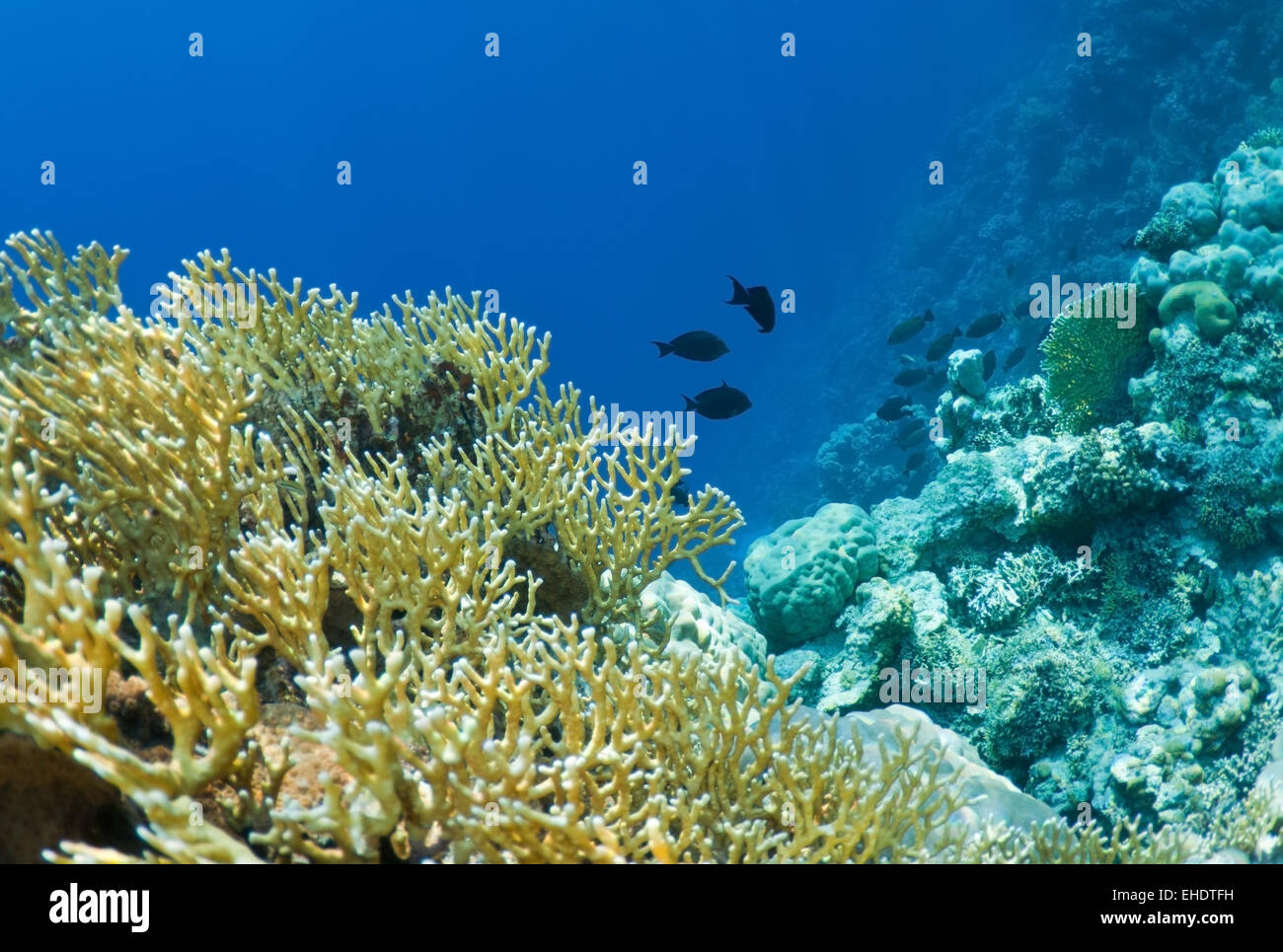 Coral reefscape hi-res stock photography and images - Alamy