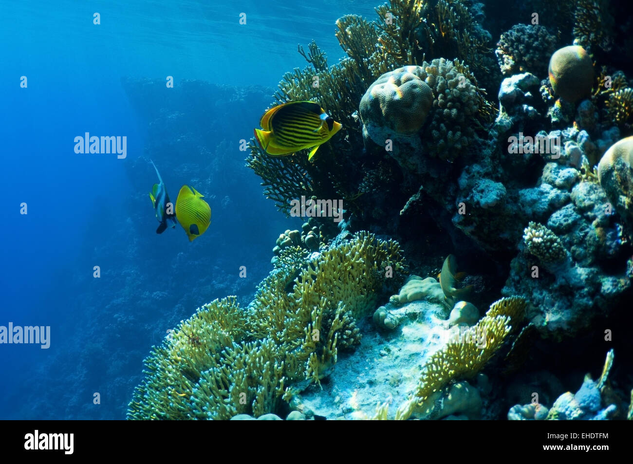 Coral and fish hi-res stock photography and images - Alamy