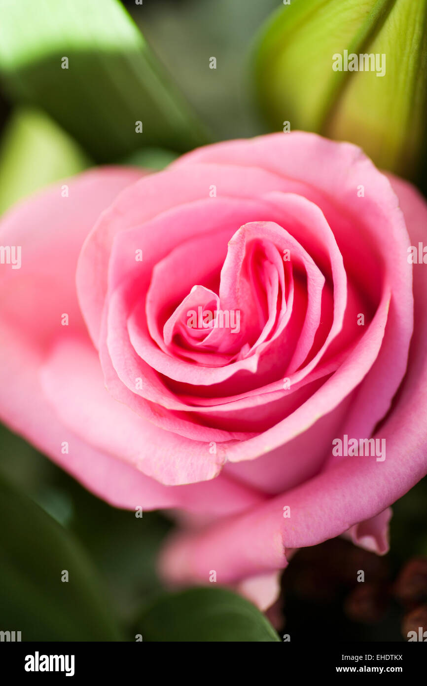 Beautiful ros hi-res stock photography and images - Alamy