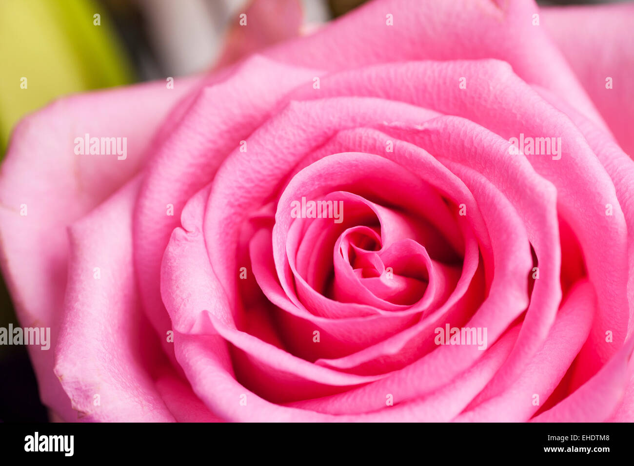 Beautiful ros hi-res stock photography and images - Alamy