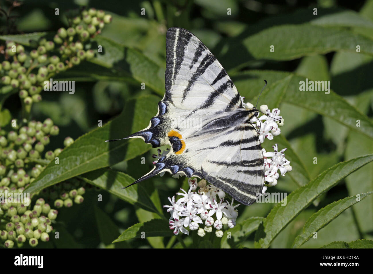 Scarce shrub hi-res stock photography and images - Alamy