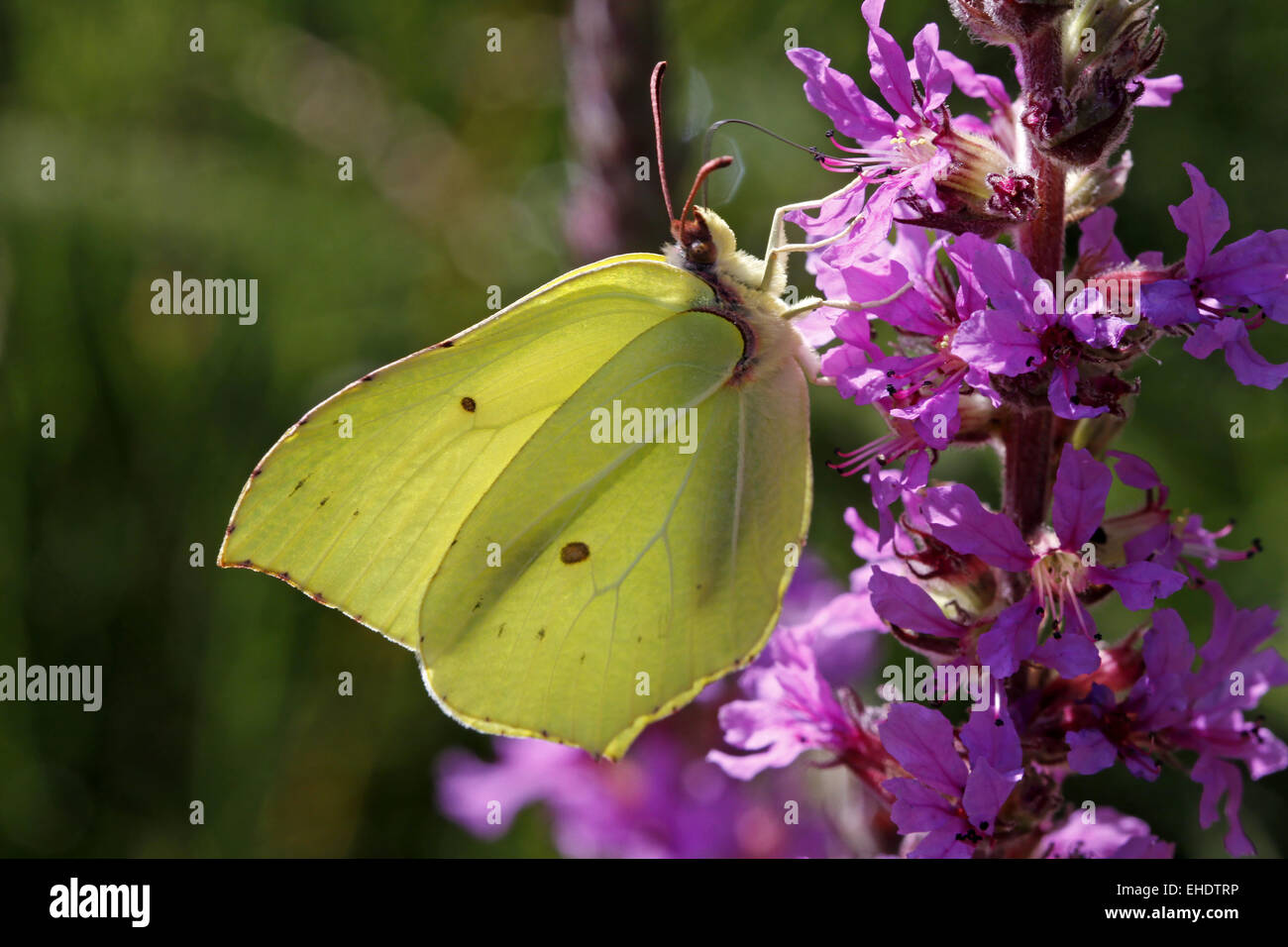 Common brimstone macro photo hi-res stock photography and images - Alamy