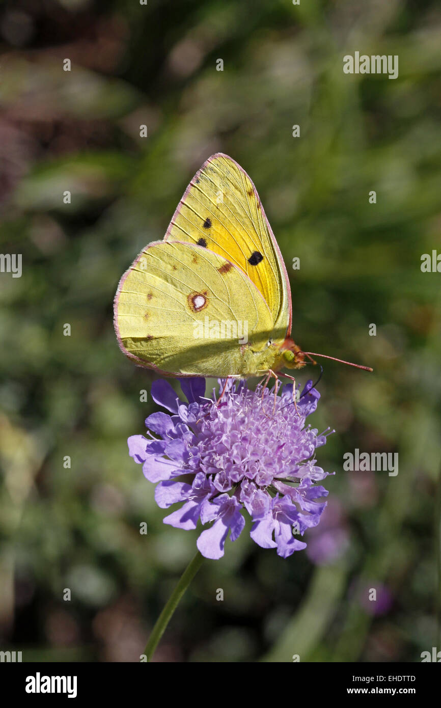 Bergers Clouded Yellow Butterfly Stock Photos & Bergers Clouded Yellow ...