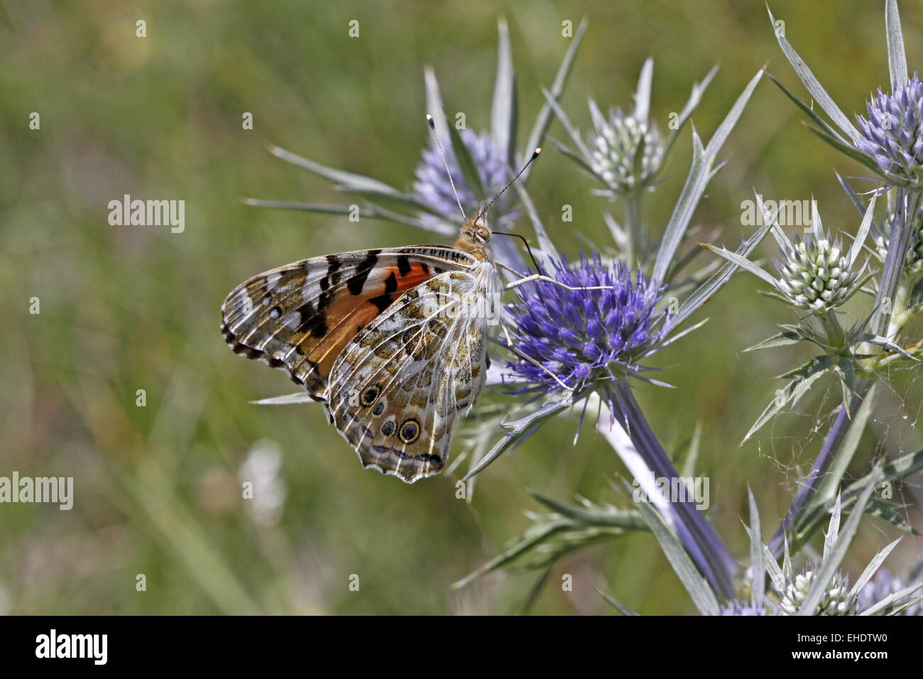 Vanessa cardui hi-res stock photography and images - Alamy