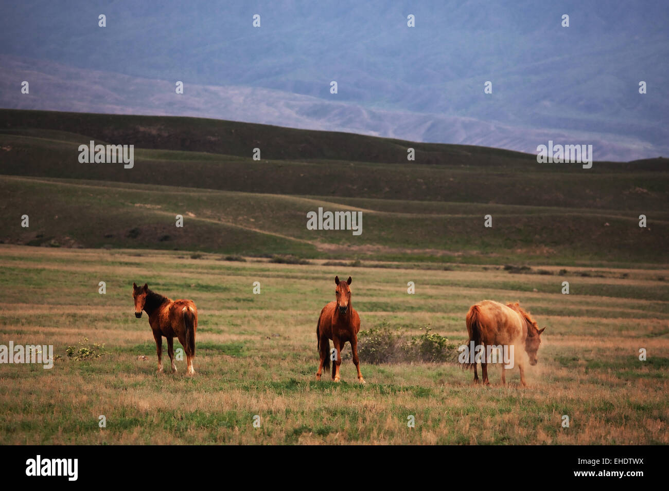 Wild paard hi-res stock photography and images - Alamy