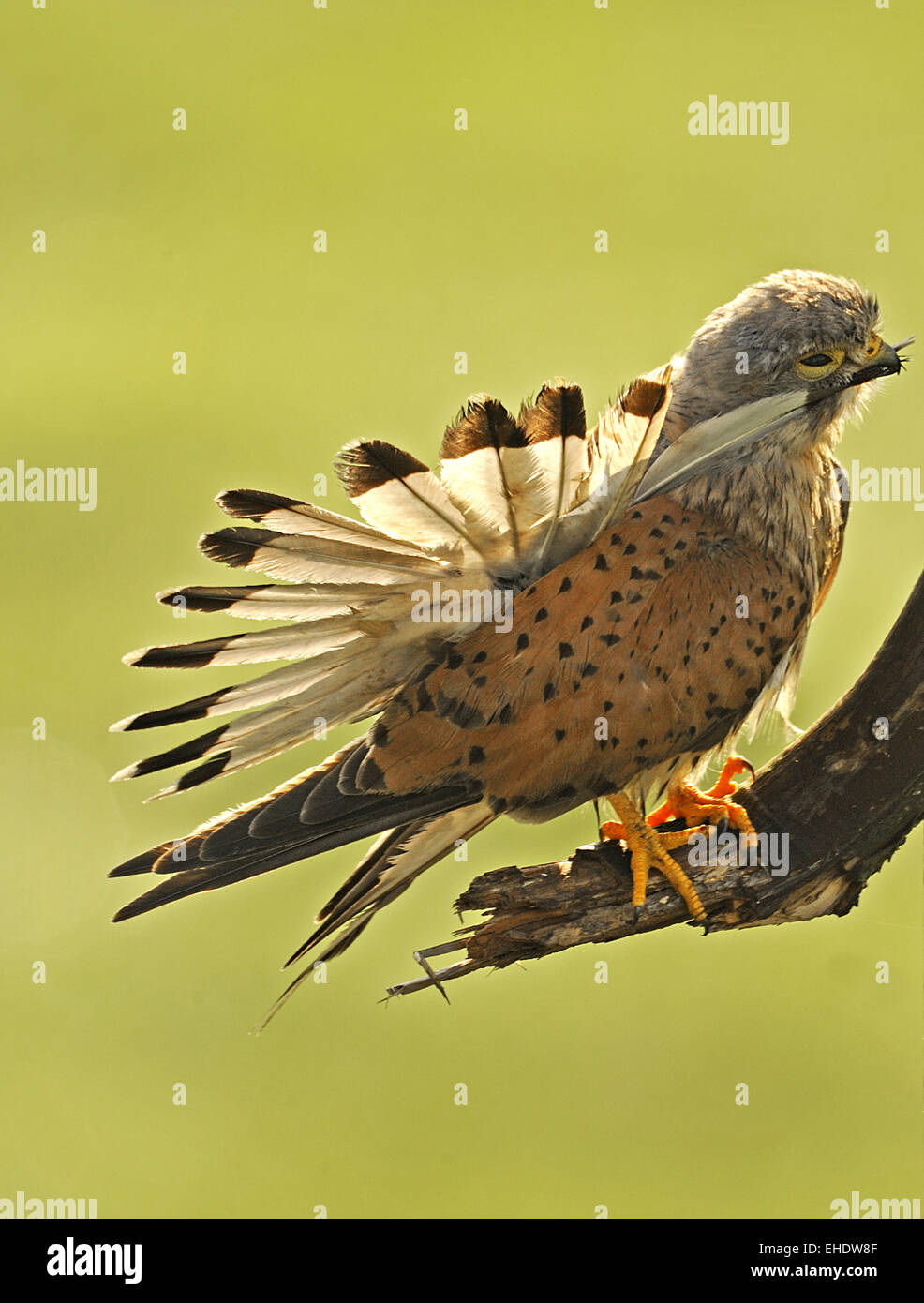 Eurasian kestr hi-res stock photography and images - Alamy