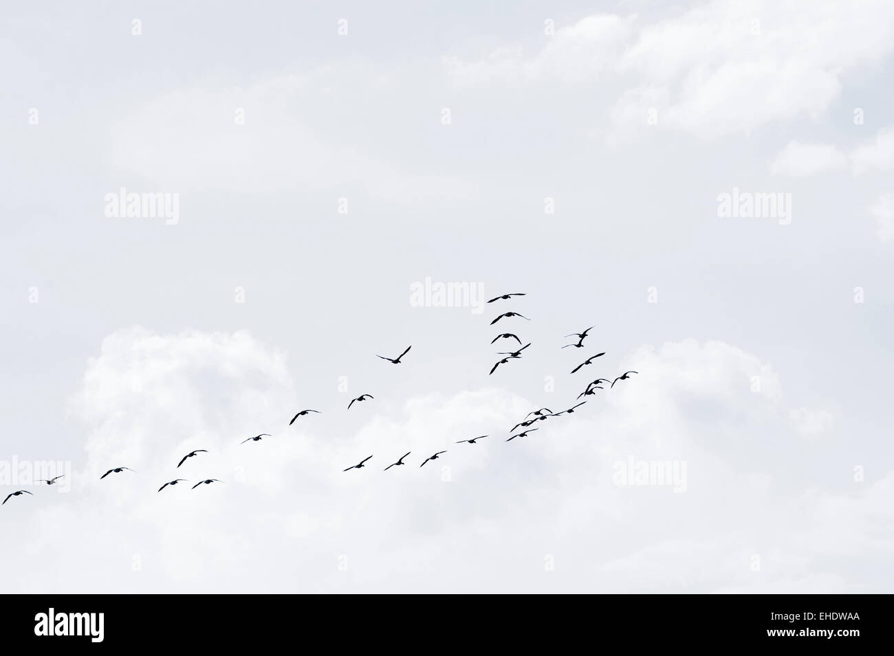 Goose frog hi-res stock photography and images - Alamy