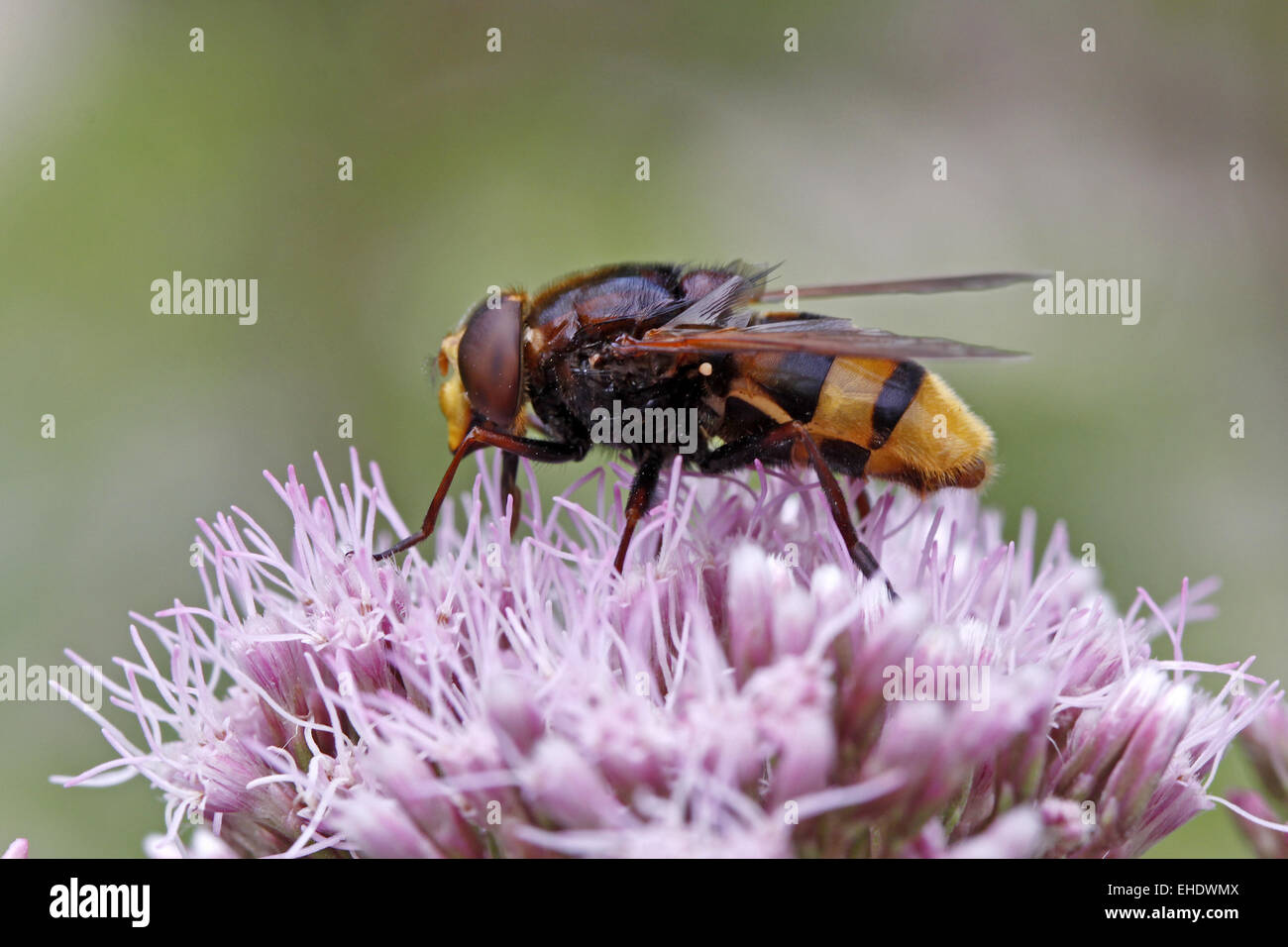 Hornet mimic fly hi-res stock photography and images - Alamy
