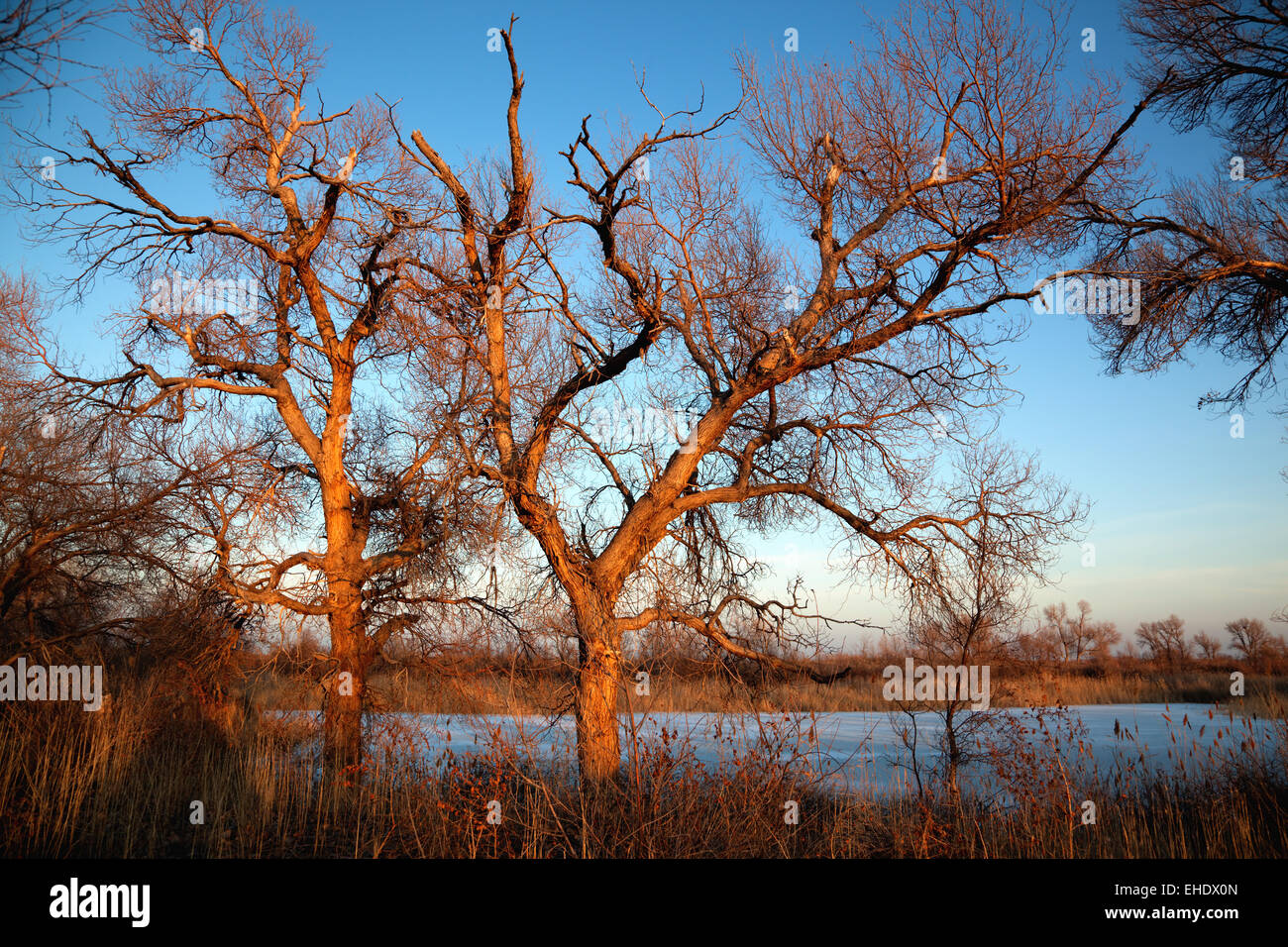 Trees and frozen lake Stock Photo - Alamy