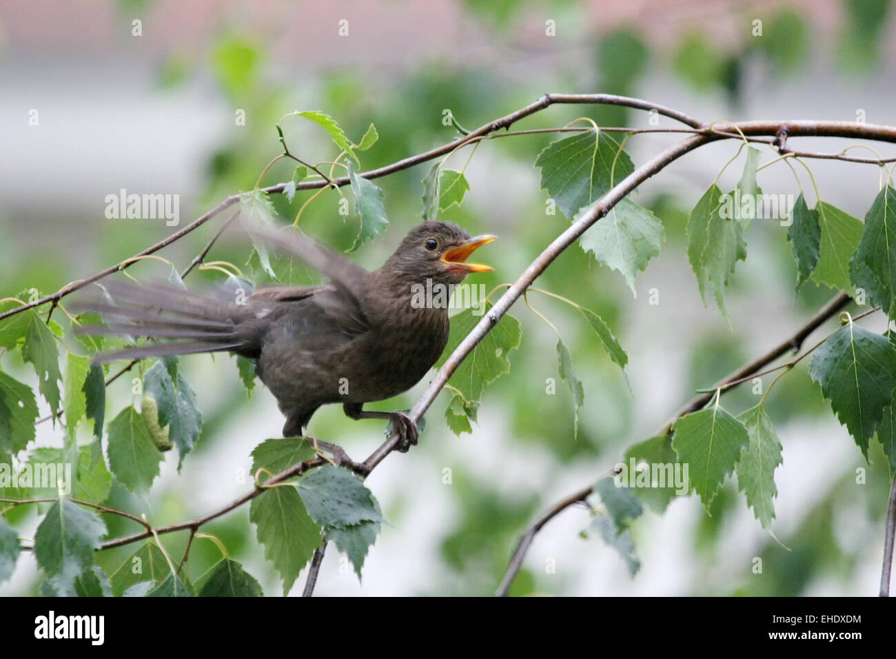 A side view of a blackbird with an open beak and flapping wings and ...