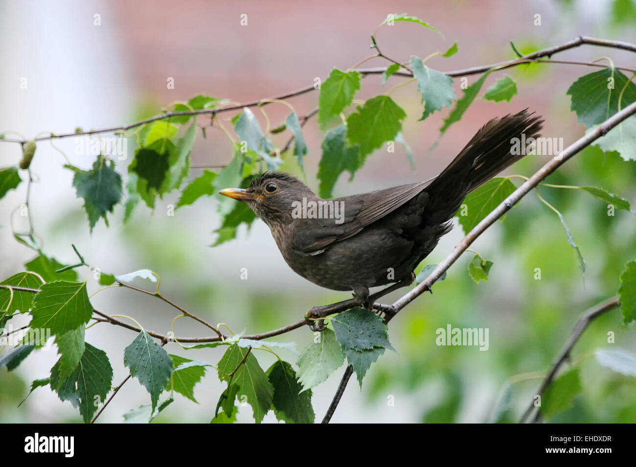 A side view of a blackbird standing on a birch tree branch in nature ...