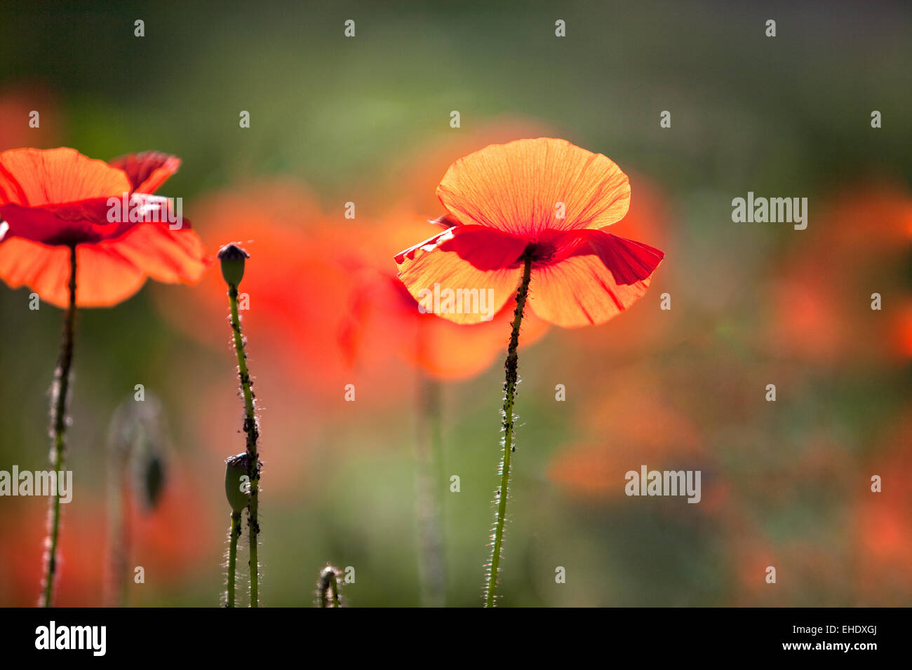 Mohnblumen blumen hi-res stock photography and images - Alamy