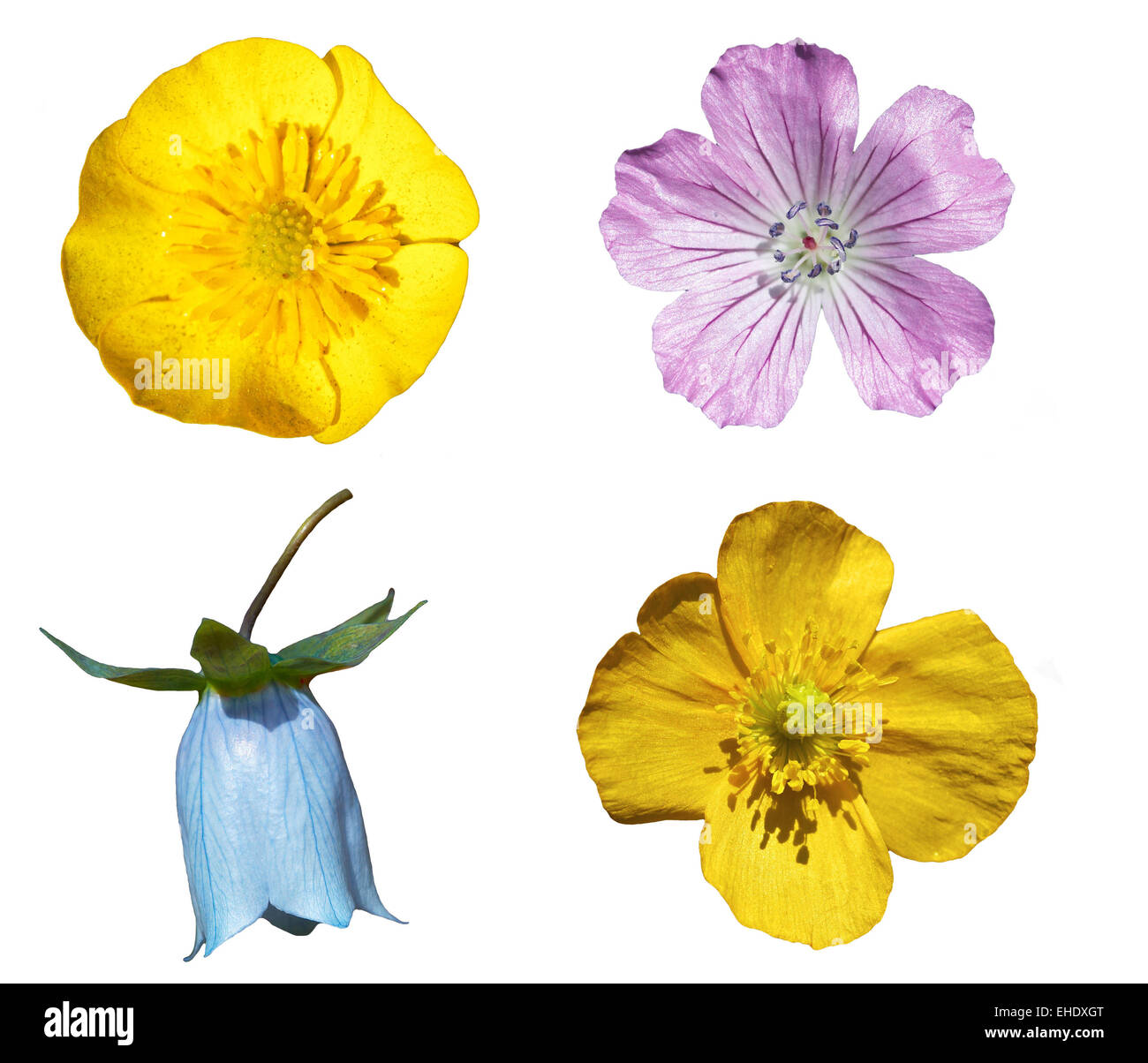 Small white wildflowers Cut Out Stock Images & Pictures - Alamy