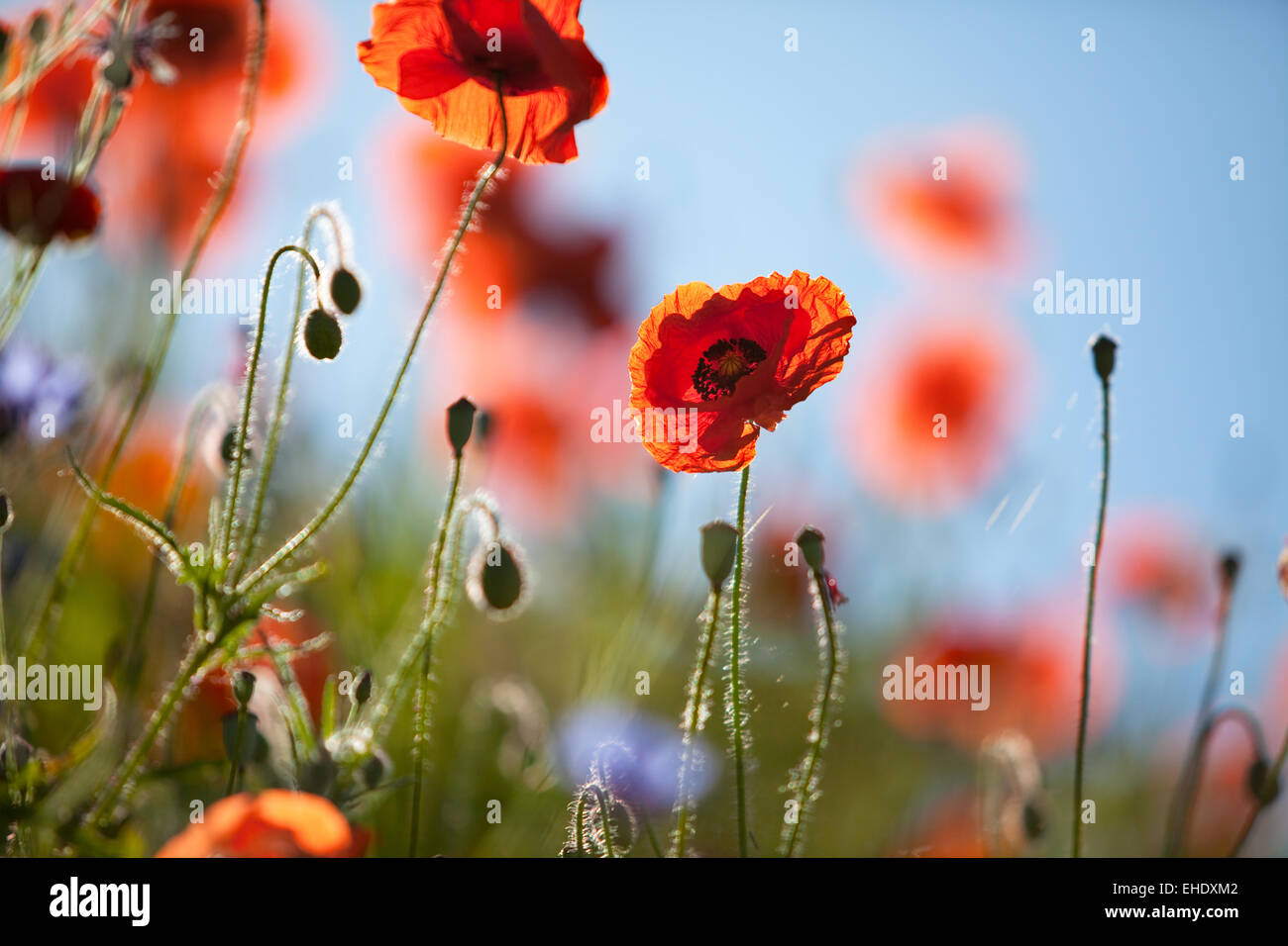 Mohn painting hi-res stock photography and images - Alamy